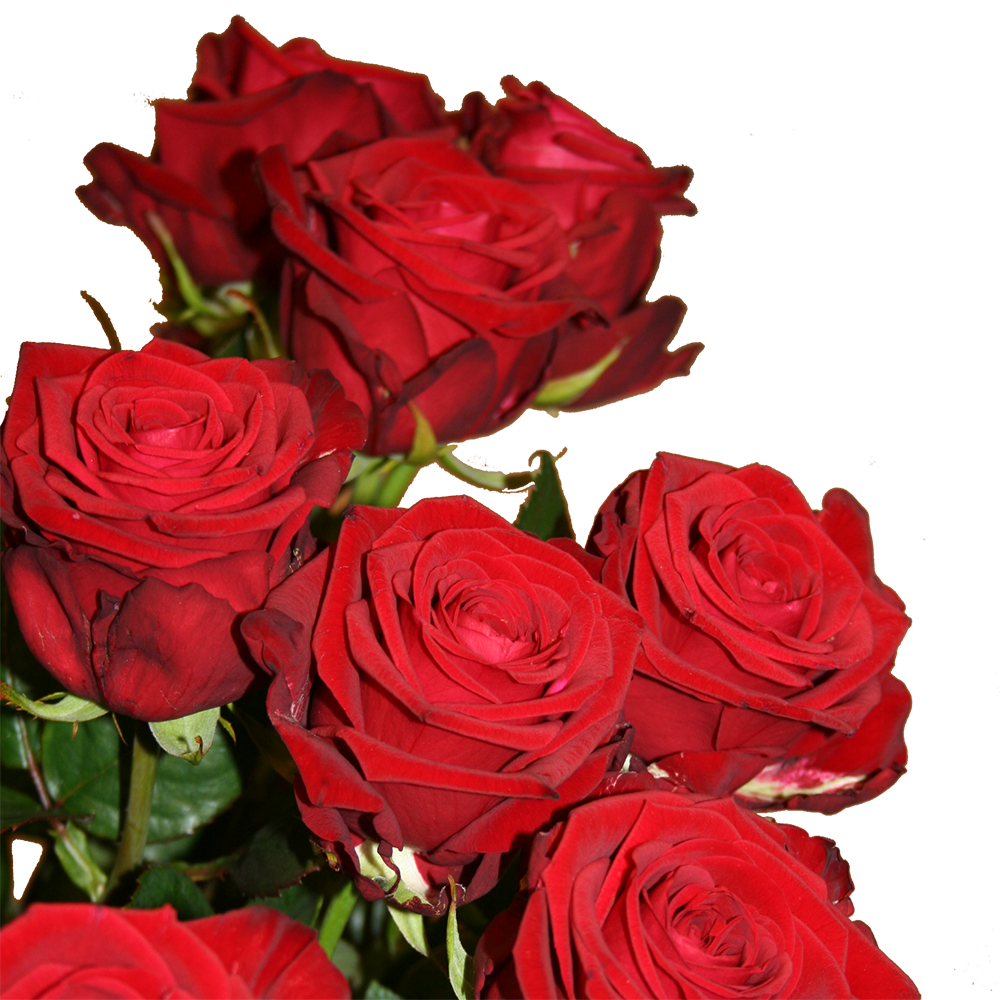 Langstilkede røde roser – Byens Grønne Hjørne